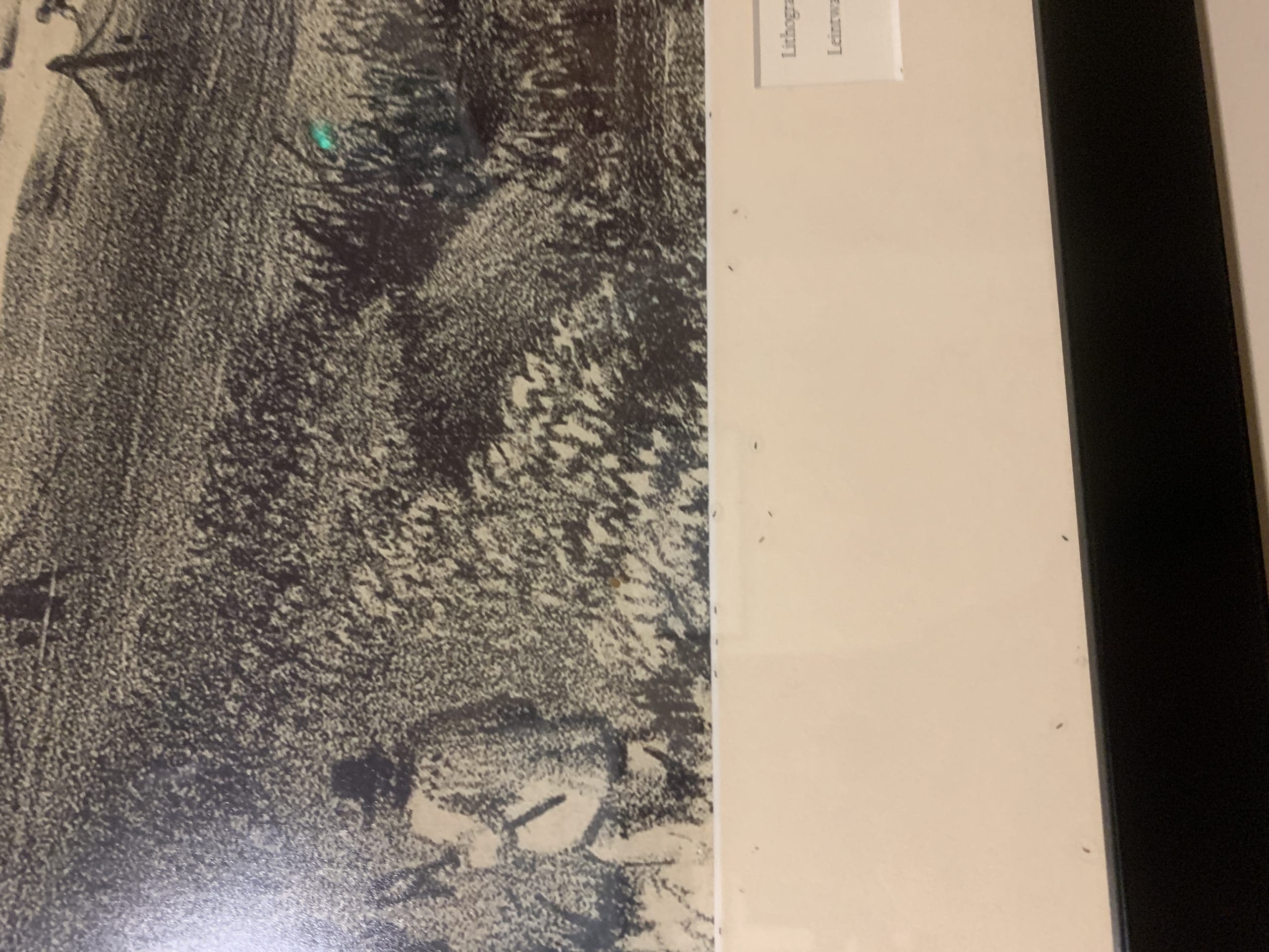 How to prevent and get rid of Thrips (thunder flies) | Ironbridge Framing