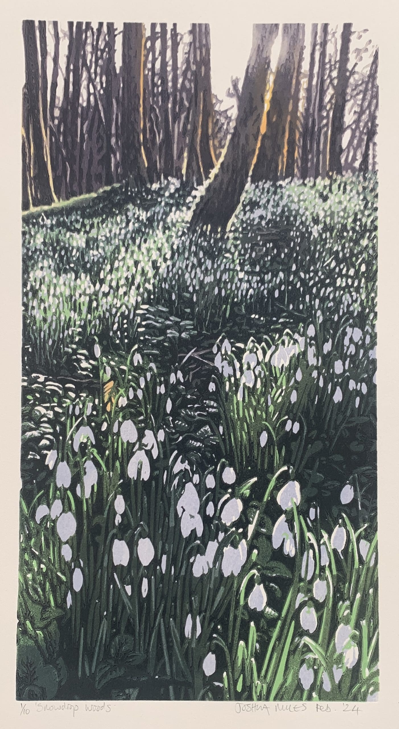Snowdrop woods by Joshua Miles